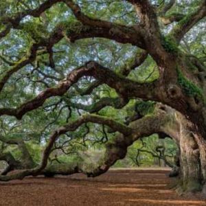 Rumi’s The Three Gates of Speech