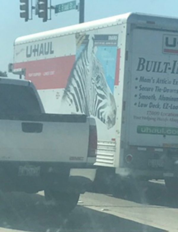 The Zebra and the U-Haul...(Part Five) - David Daniel Books